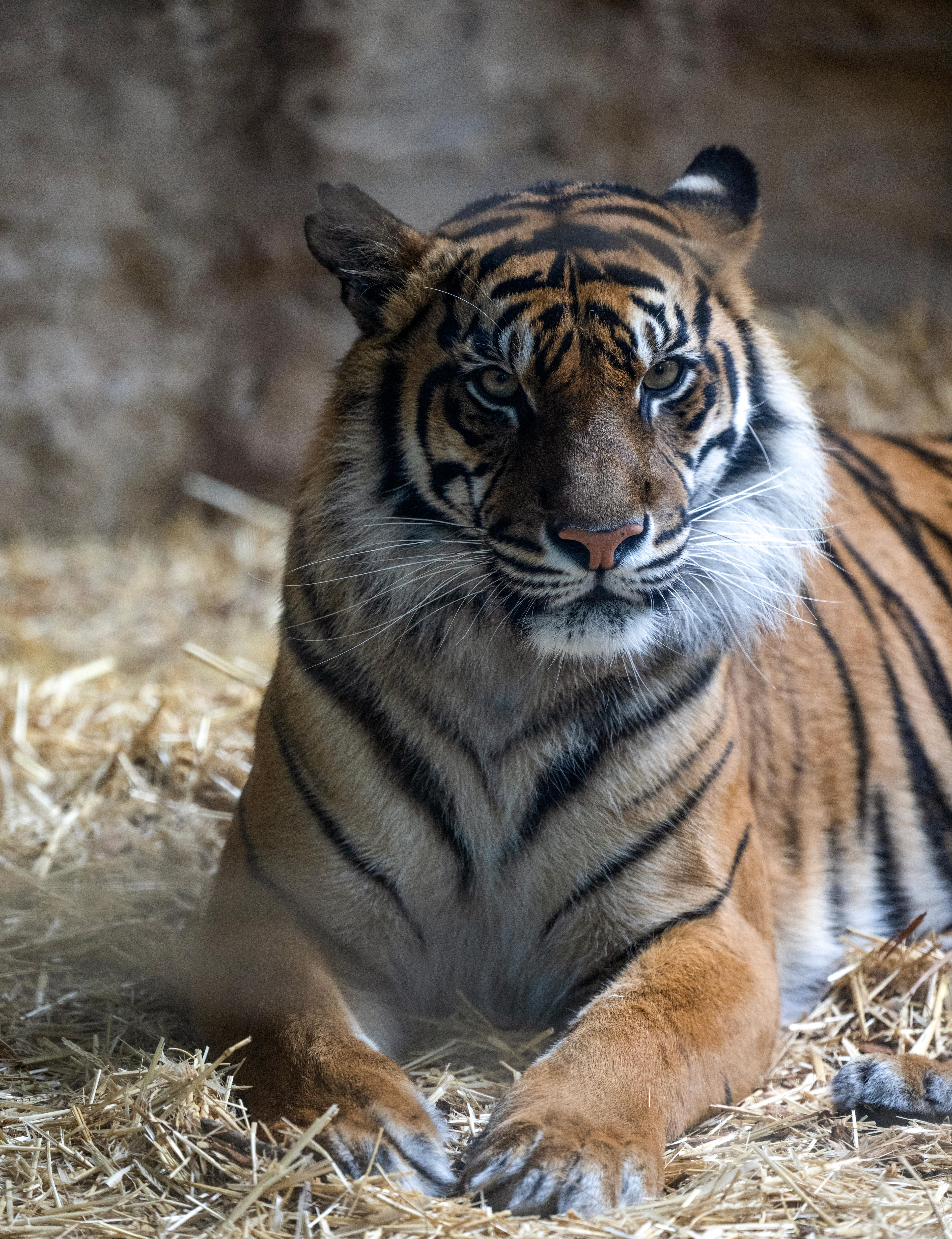 Rare Sumatran tiger mum to welcome cubs after tragic year for Adelaide ...