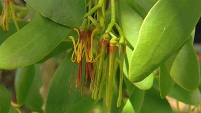 Mistletoe - Gardening Australia