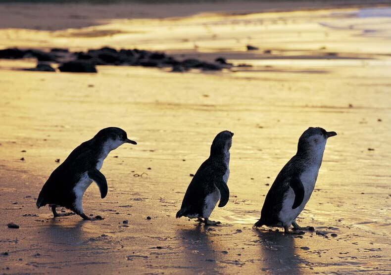 Dogs wiping out Tasmanian little penguin populations, with pet owners ...