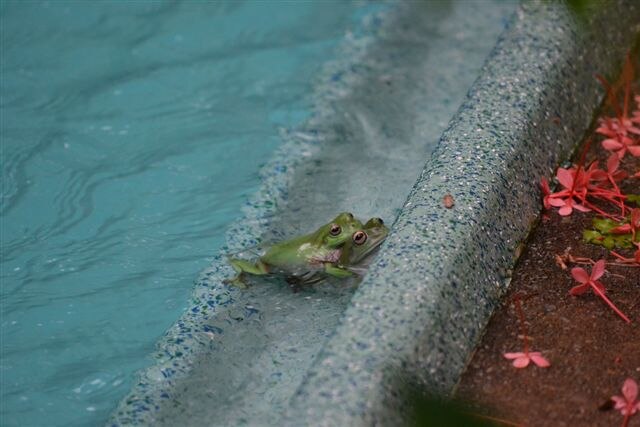 Green tree frogs chill to beat dry season blues - ABC News