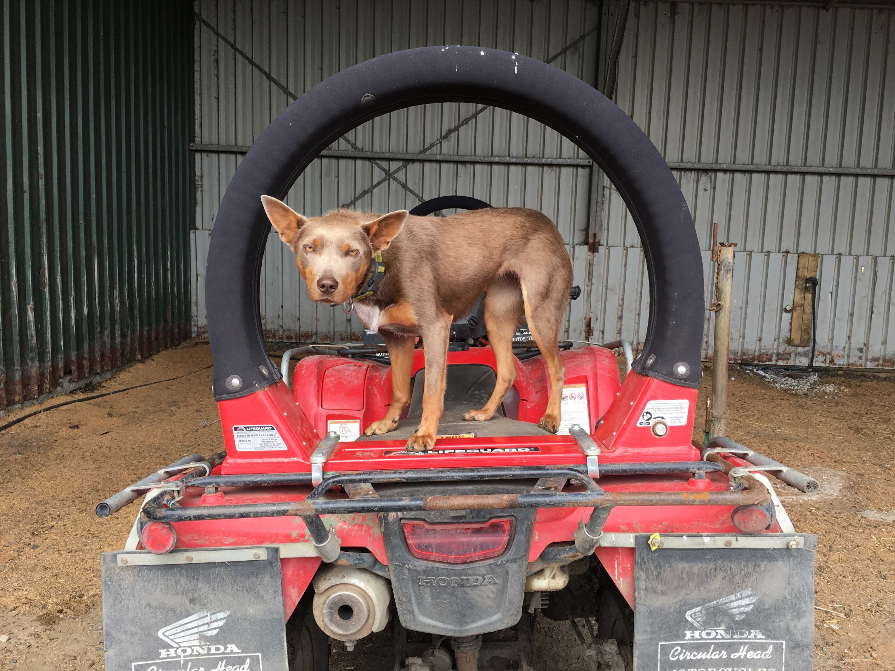 Van Diemen's Land Company makes roll bars compulsory for its quad bikes ...