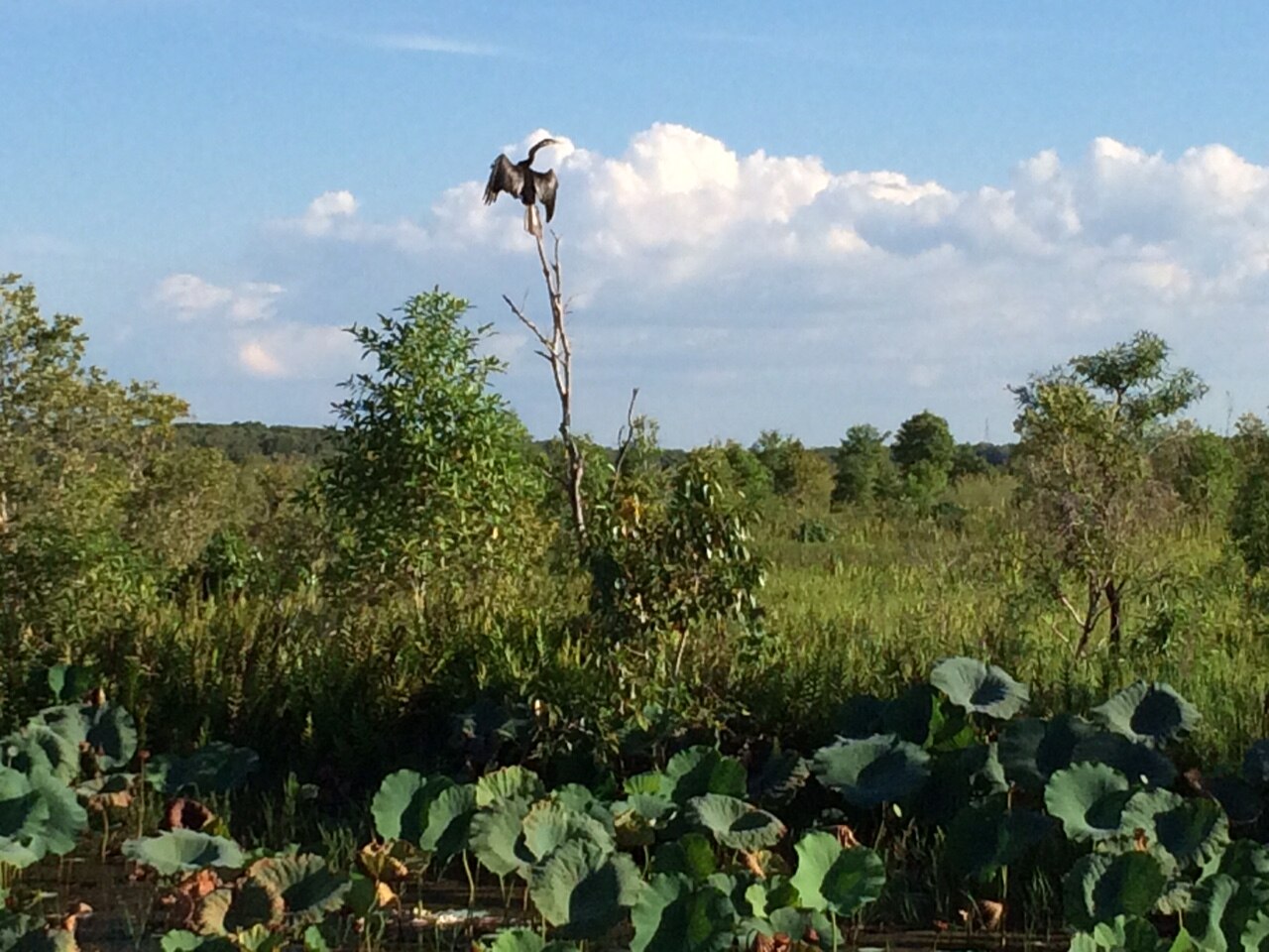 Darwin artists passionate about Fogg Dam and wetlands conservation ...