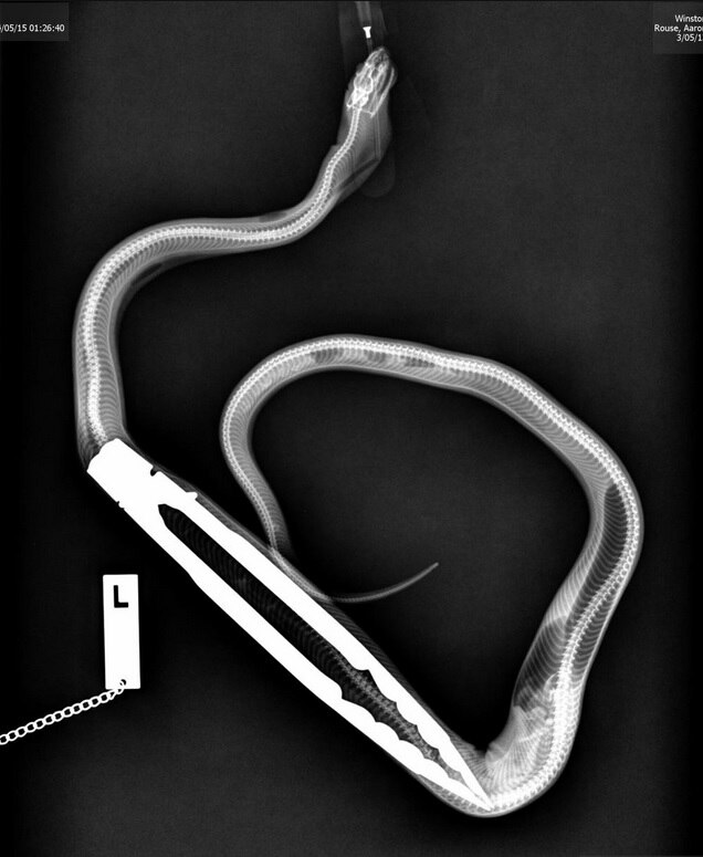 Winston the python swallows tongs, needs surgery - ABC News