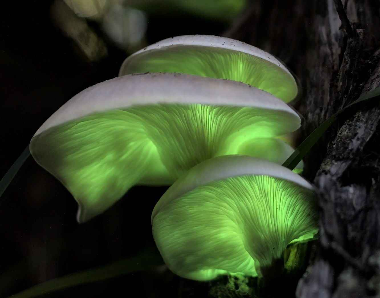 Scientists explain Tasmania's glowing aurora australis, sea sparkle ...