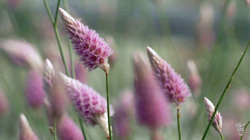 Plant Profile | Mulla Mulla - Gardening Australia