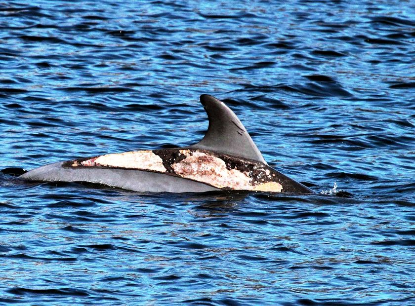 Fresh water may have harmed dolphins - ABC News