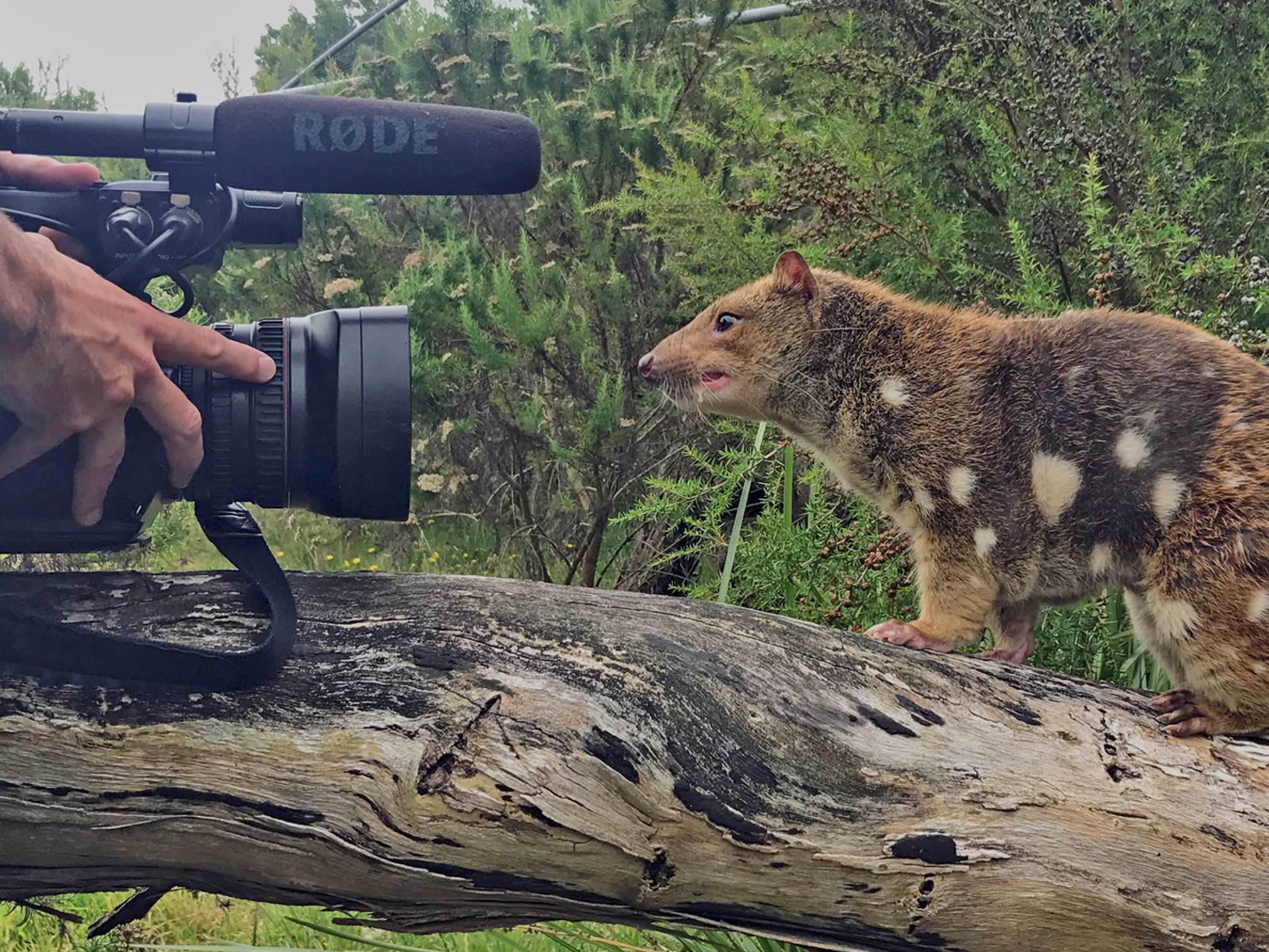 Victoria's threatened tiger quolls prove camera-shy in conservation bid ...