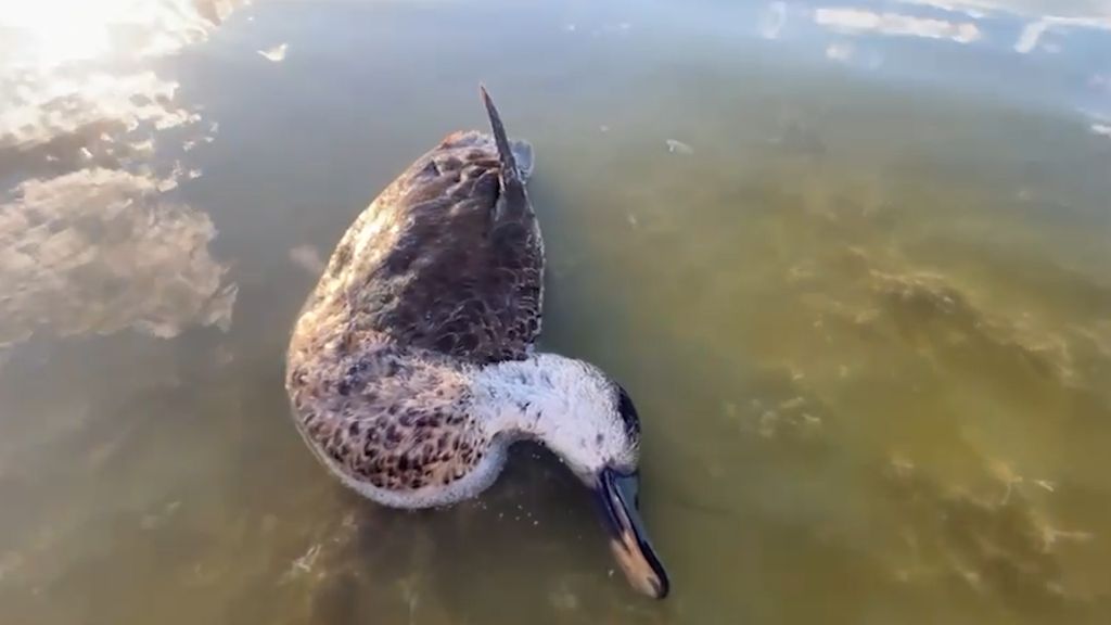 Dead duck allegedly left behind by hunters - ABC News
