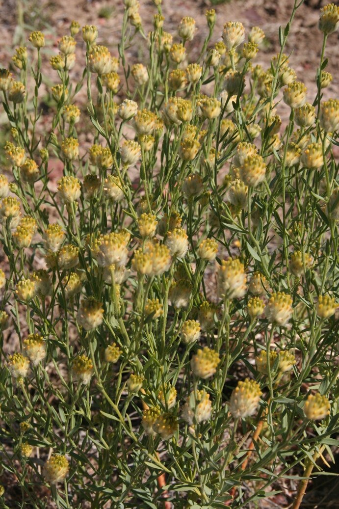 Producers urged to keep an eye out for poisonous pimelea - ABC News