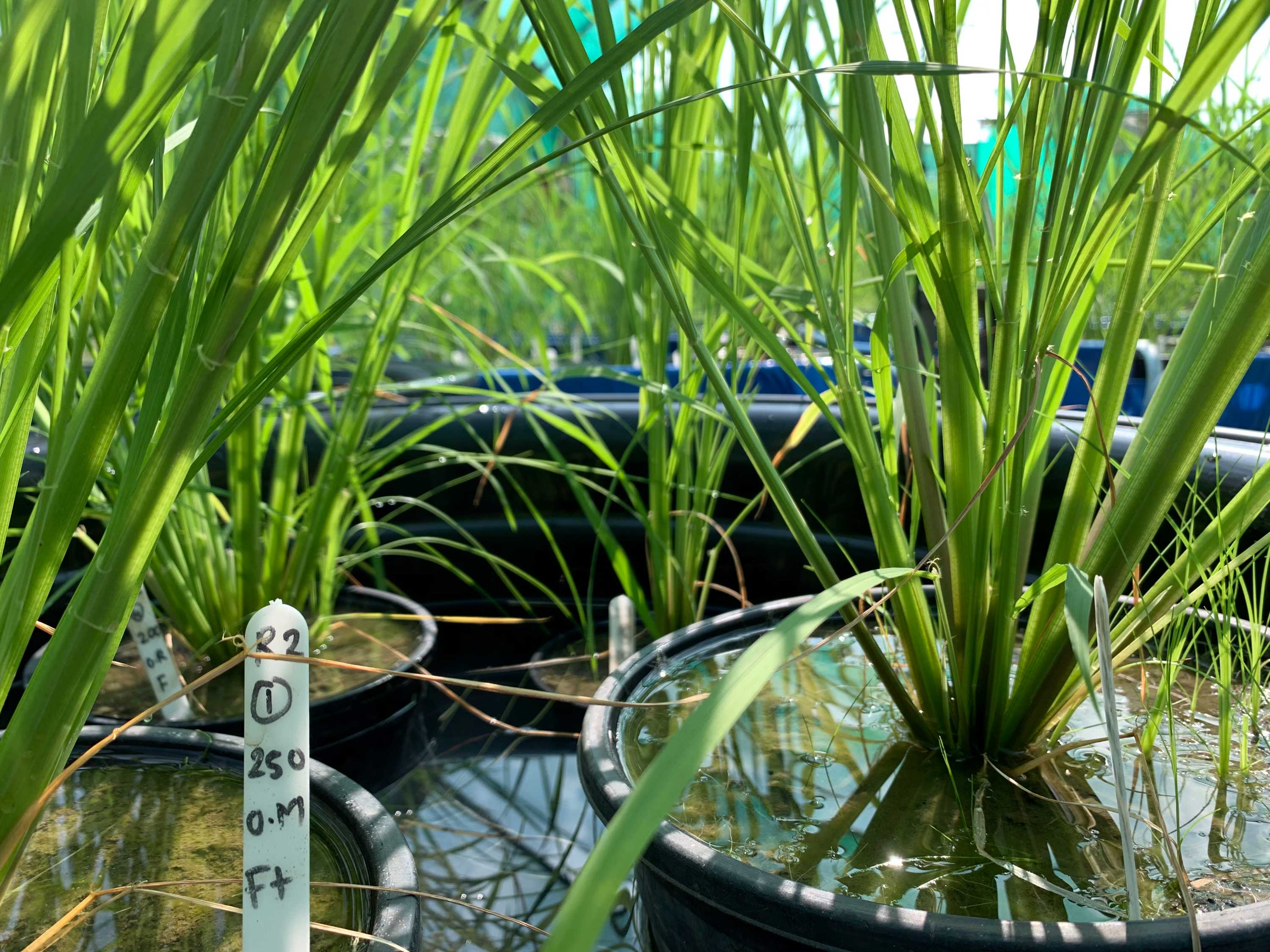 Native rice trials begin in the Northern Territory - ABC listen