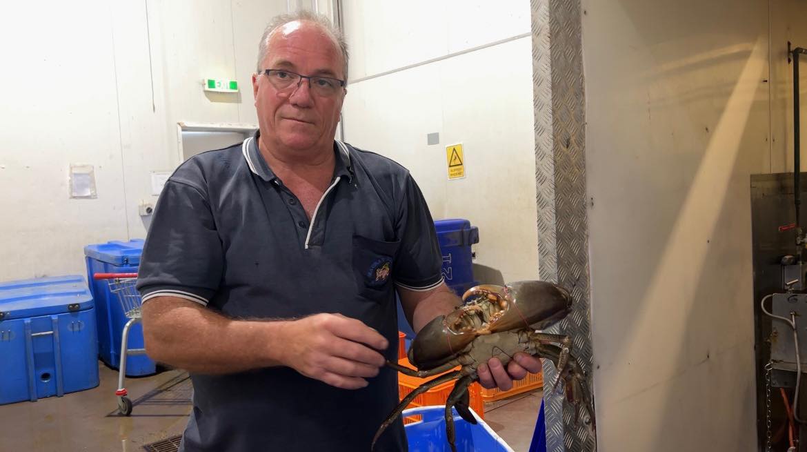 How to catch and cook mud crabs for Christmas - ABC News