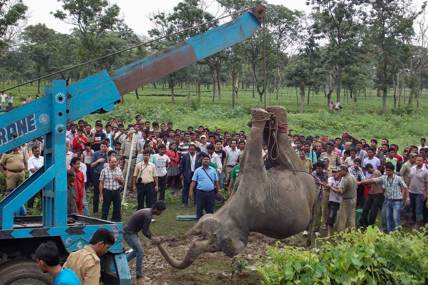 Four elephants killed by speeding train in Indian state of West Bengal ...