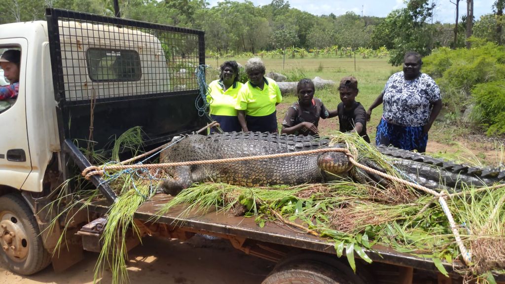 Rogue croc captured on Tiwi Islands - ABC News