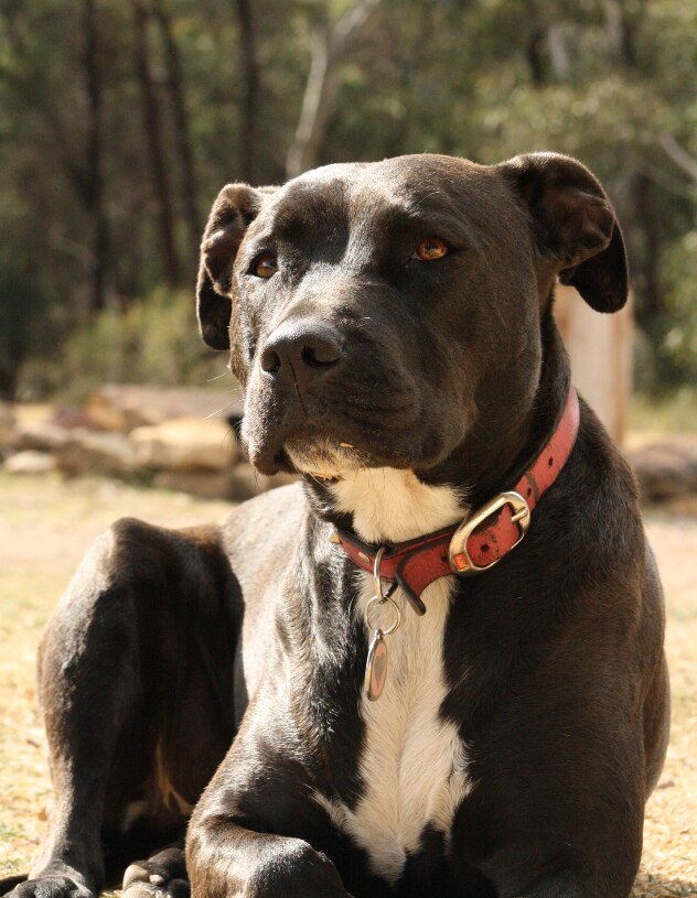 Pet food industry in the spotlight as number of megaesophagus cases ...