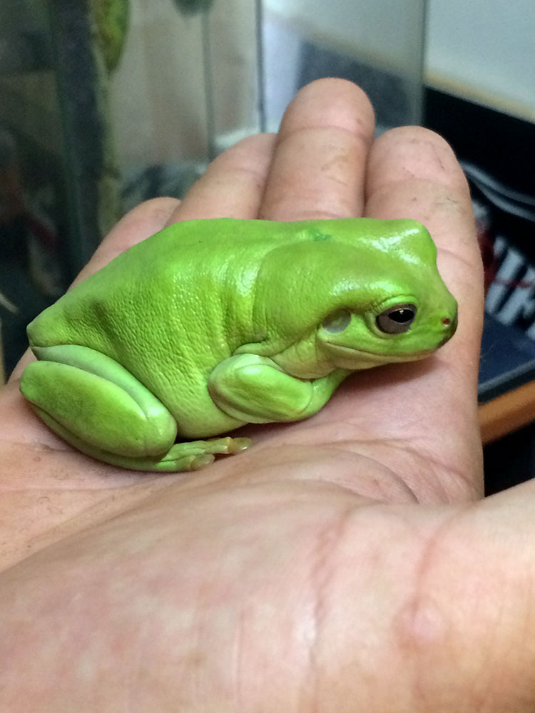 Noonamah frog races draw hundreds to raise money for charity - ABC News