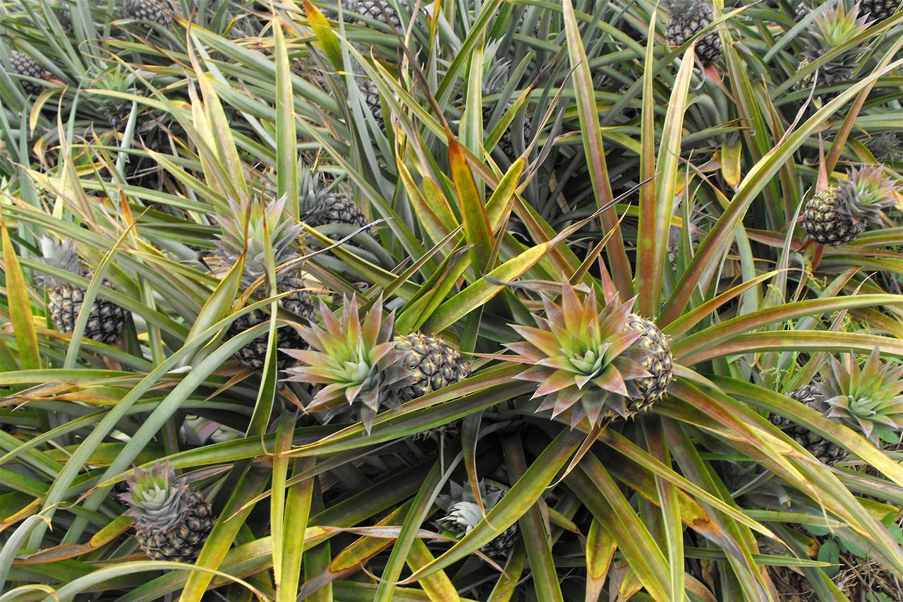 Pineapple growers keen for Senate inquiry into Malaysian imports - ABC News
