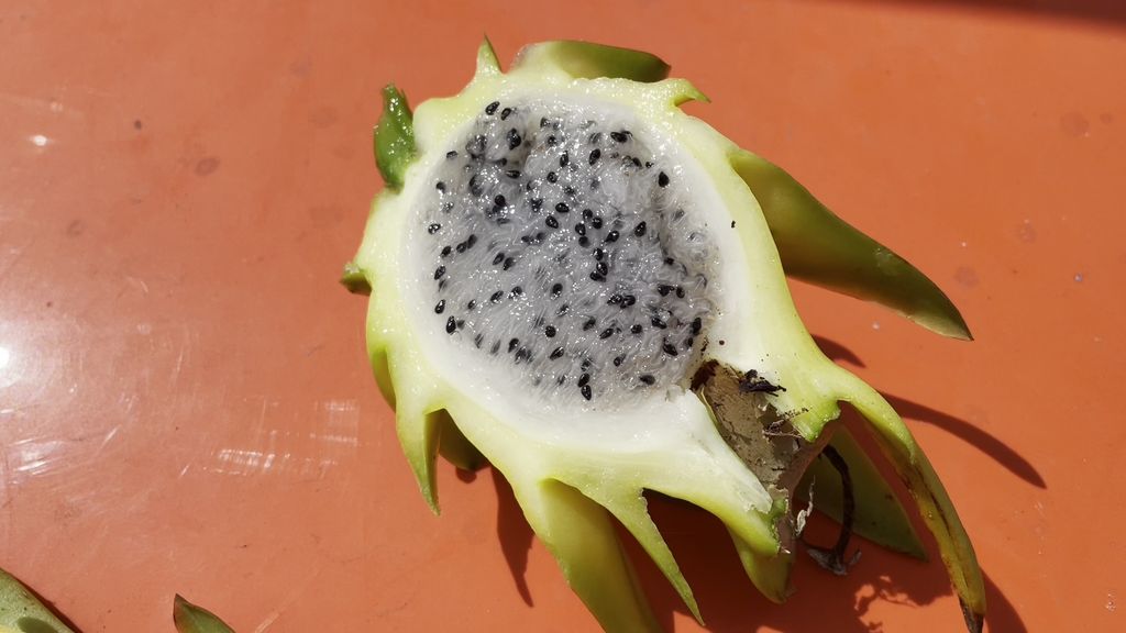 Darwin farm develops yellow dragon fruit - ABC News