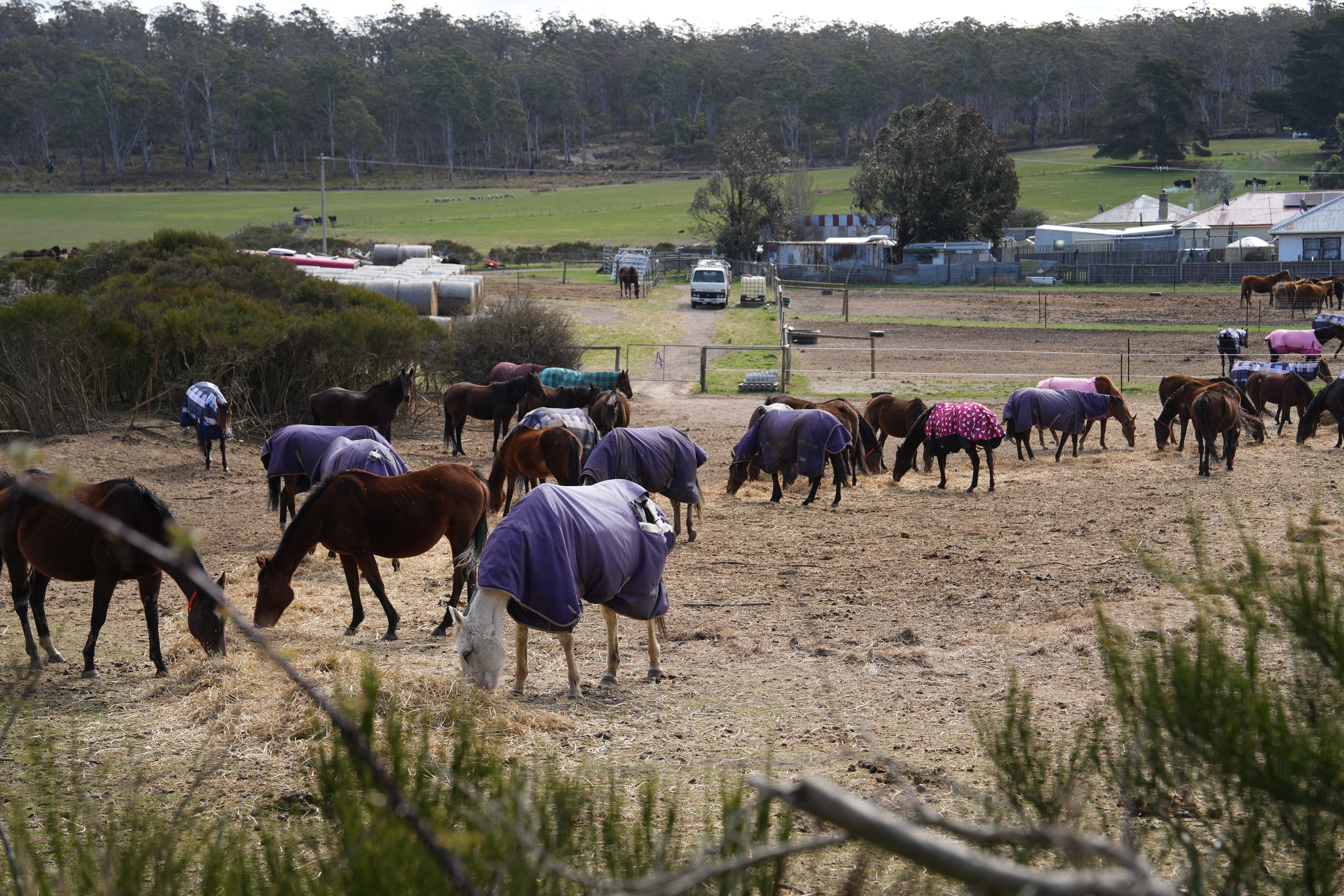 Inspection of Weona Park horse stud found several serious animal ...