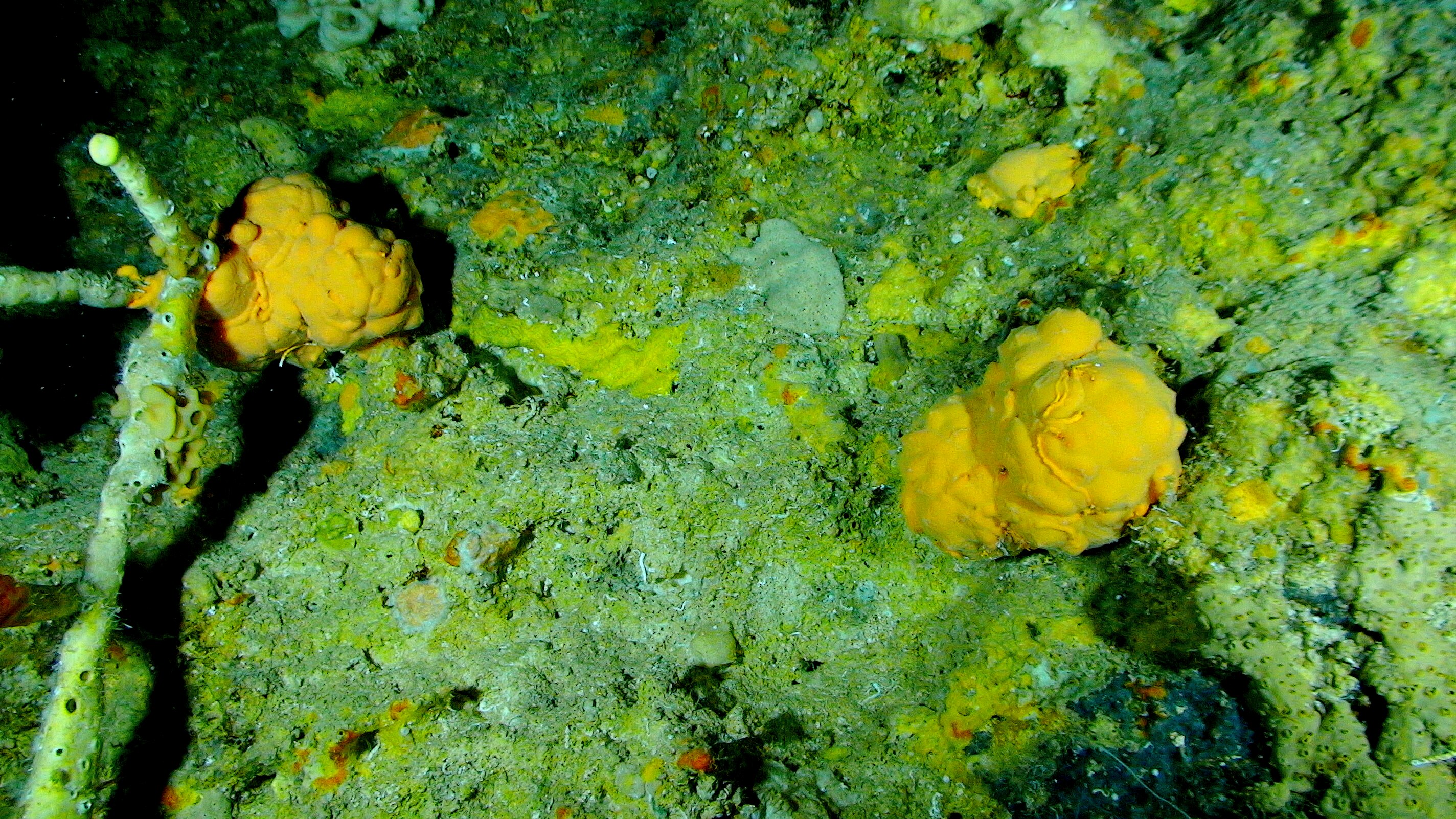 World may already be 1.7C warmer according to Puerto Rican sea sponge ...