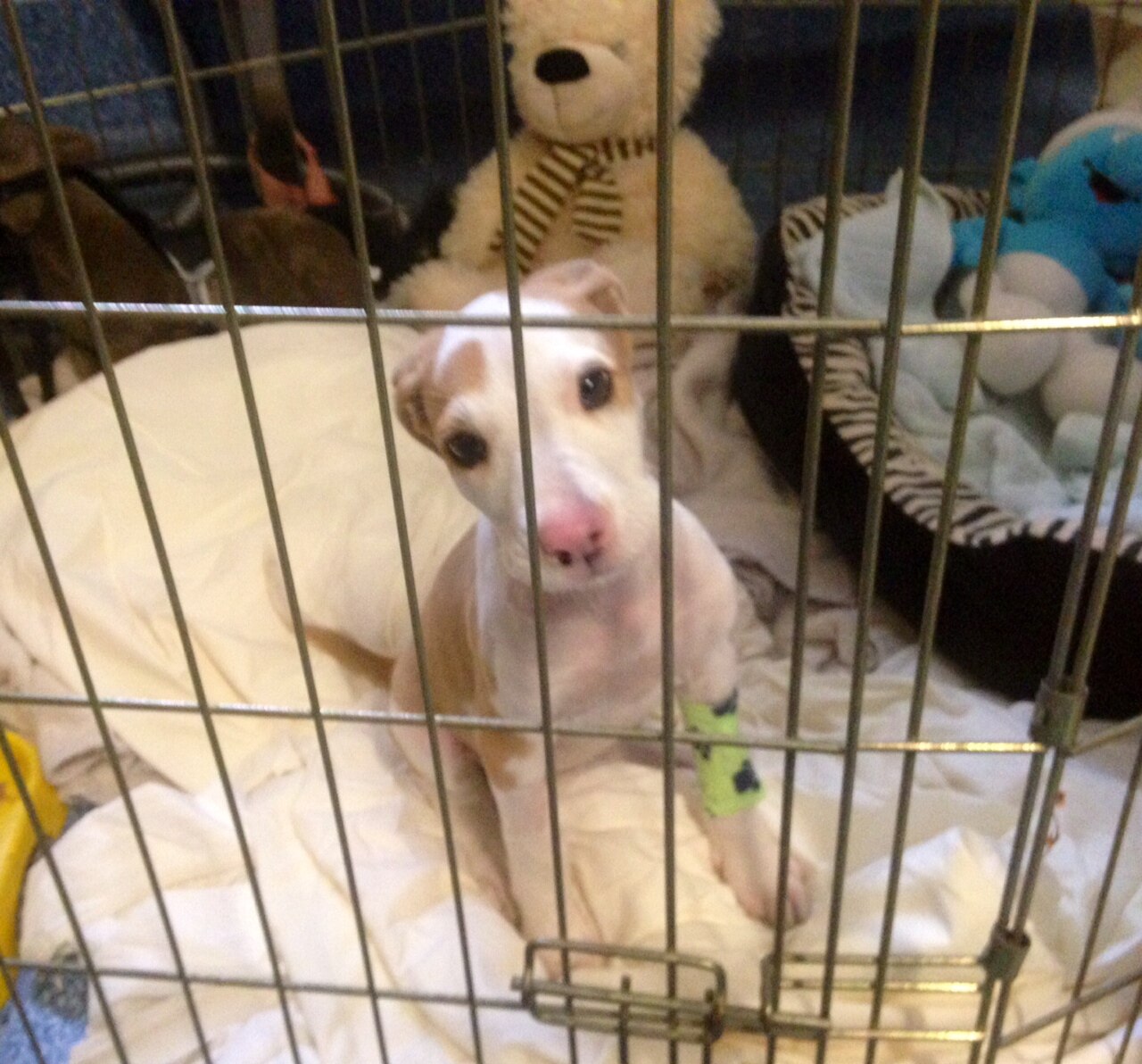 Lucky still recovering after deadly puppy attack - ABC News