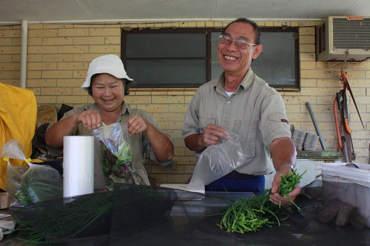 Whitsundays ideal location for a lettuce - ABC News