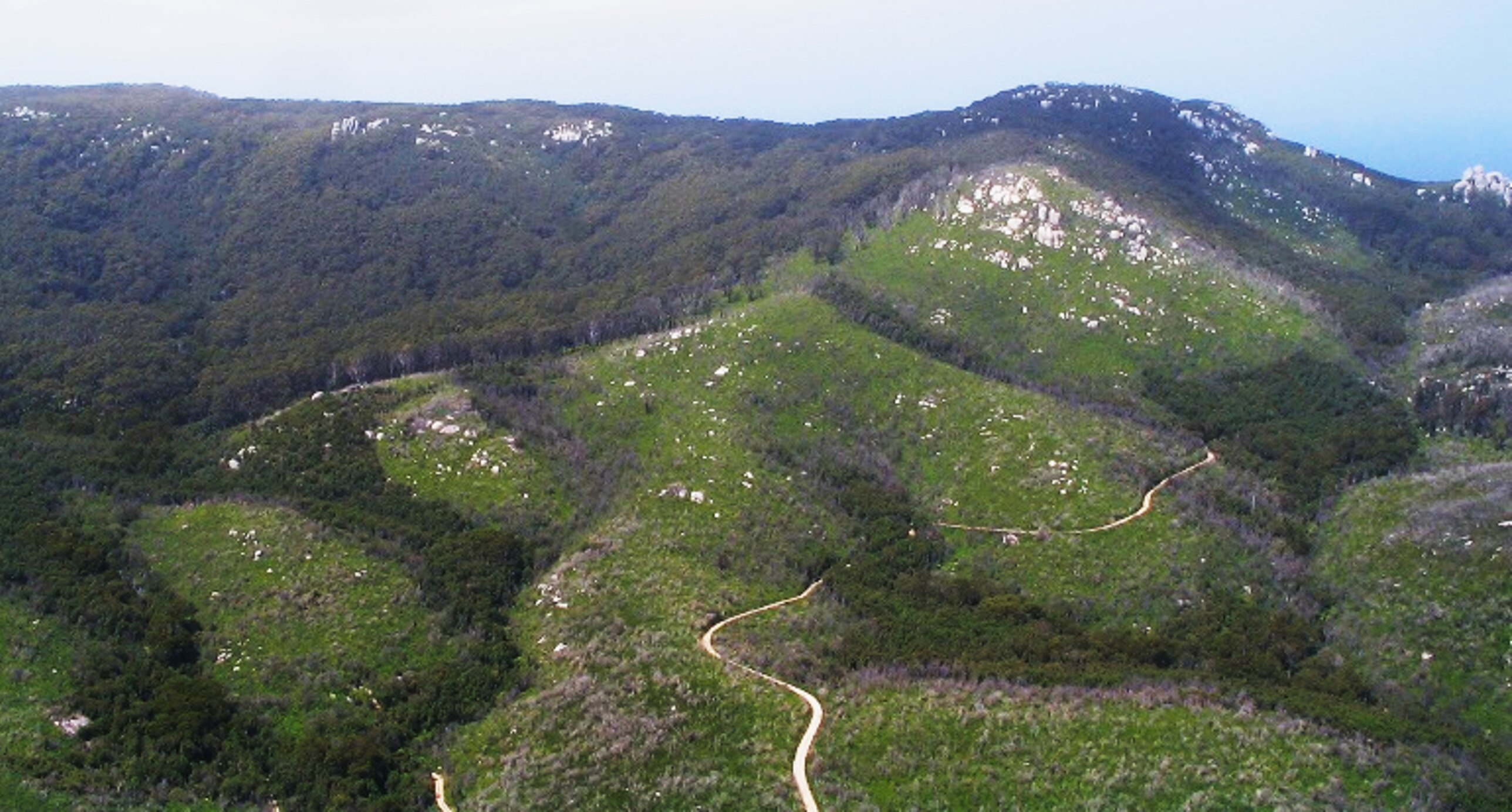 Parks Victoria project focuses on reviving eucalyptus trees at Wilsons ...