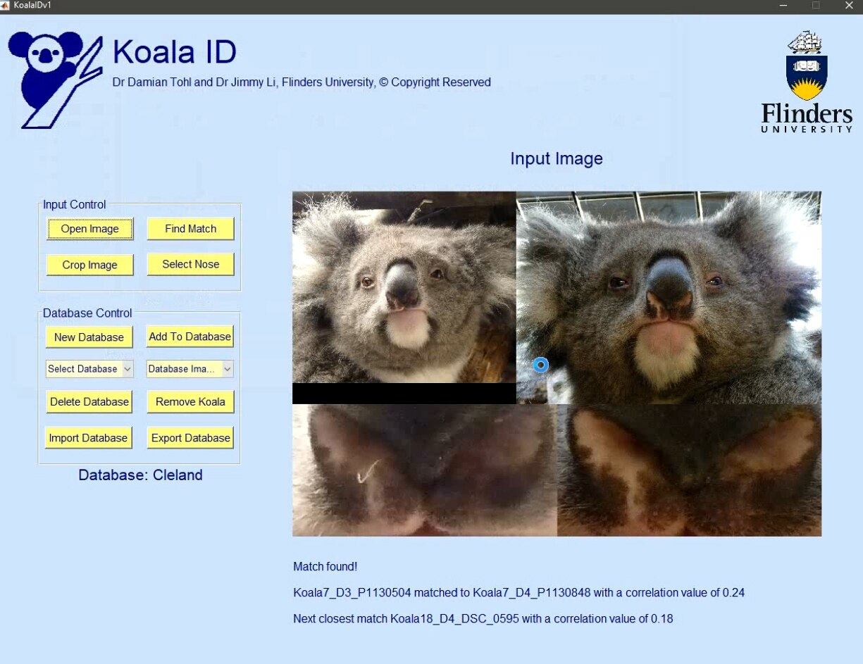 Koalas wearing Fitbits in the Adelaide Hills as researchers develop ...