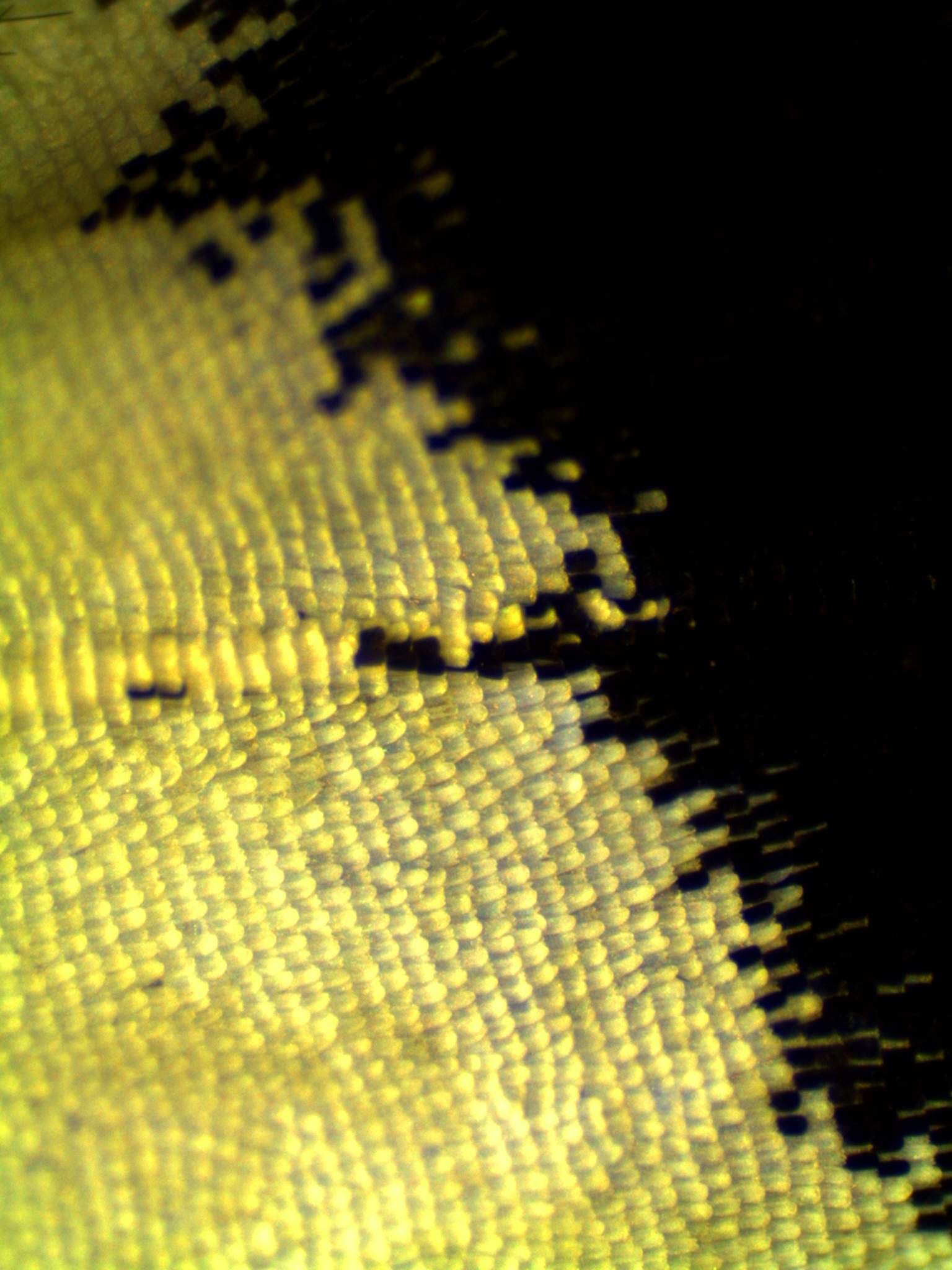 Cortex gene responsible for colour of both bright tropical butterflies ...