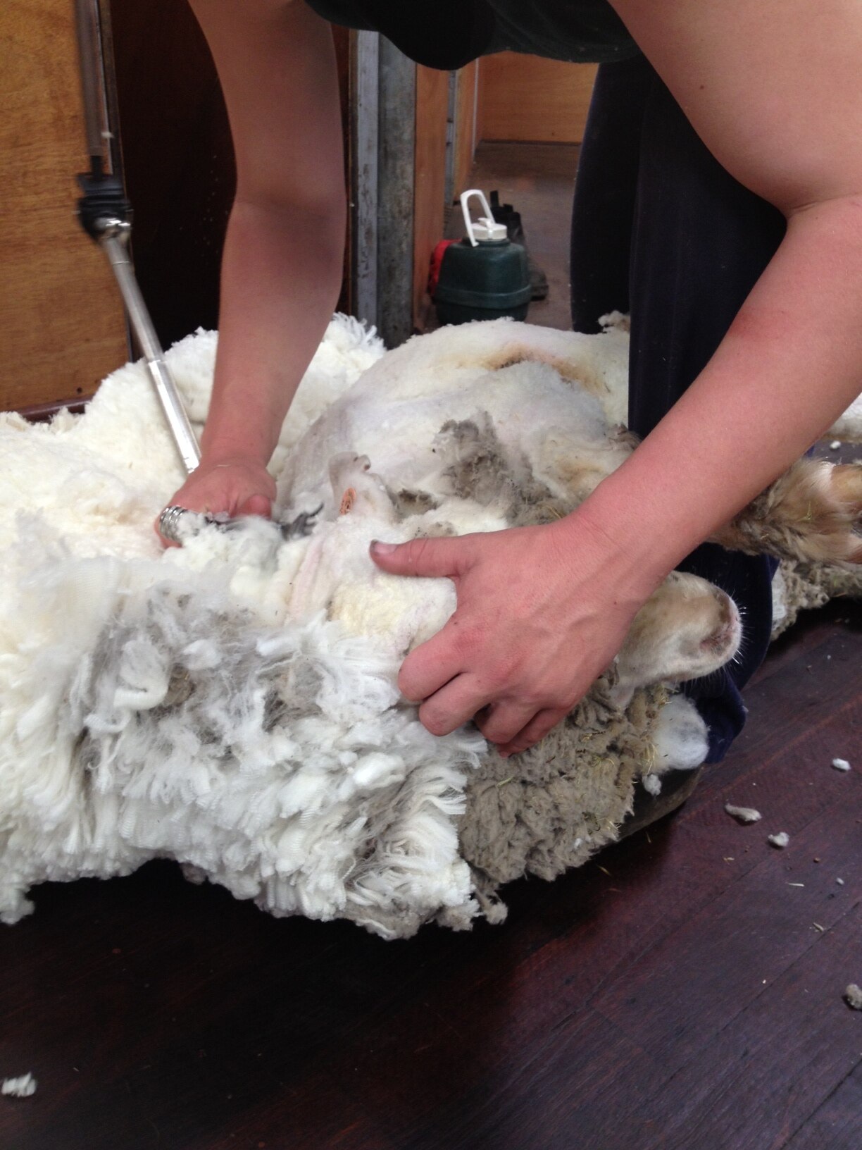 AWEX considers submissions to wool review - ABC News