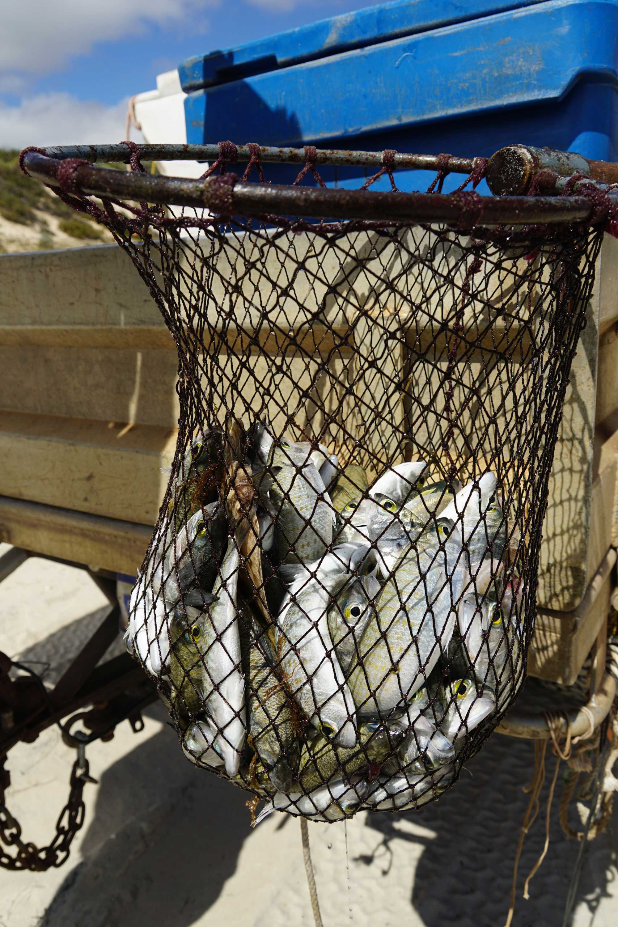 Commercial herring fishing restrictions driven by 'nothing but politics ...