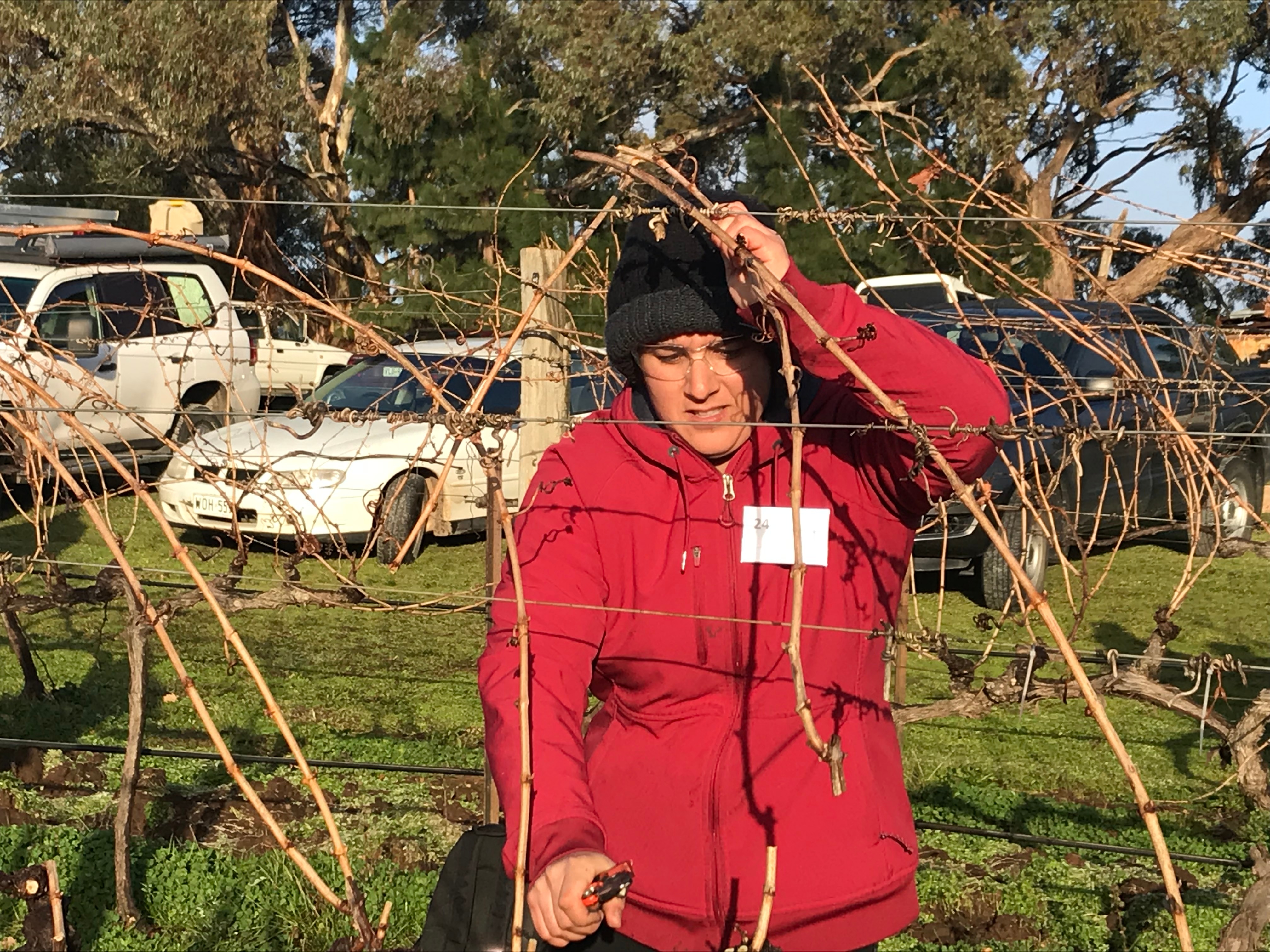 Female pruner crowned in return of South Australia's top vine-pruning ...