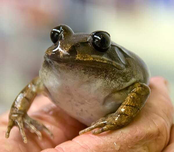 Extinct frog brought back to life - ABC listen