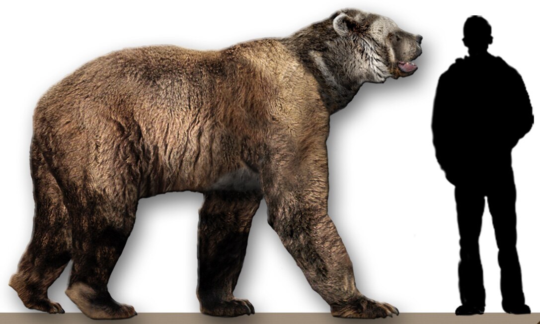 Giant prehistoric bears evolved to fill scavenger gap - ABC News