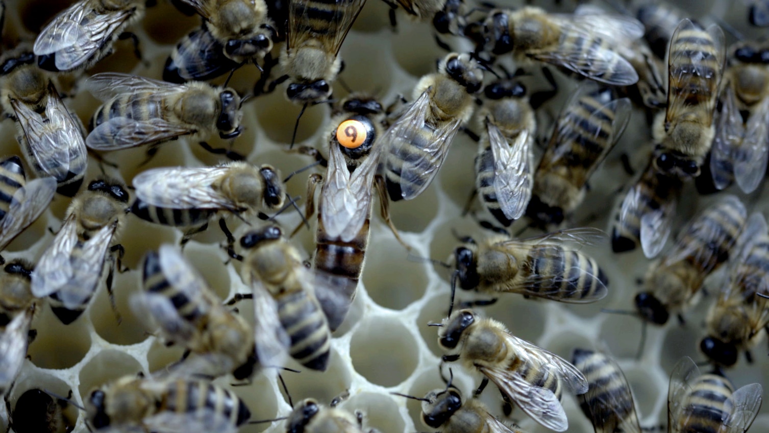 'Insect Armageddon': Europe reacts to alarming findings about decline ...