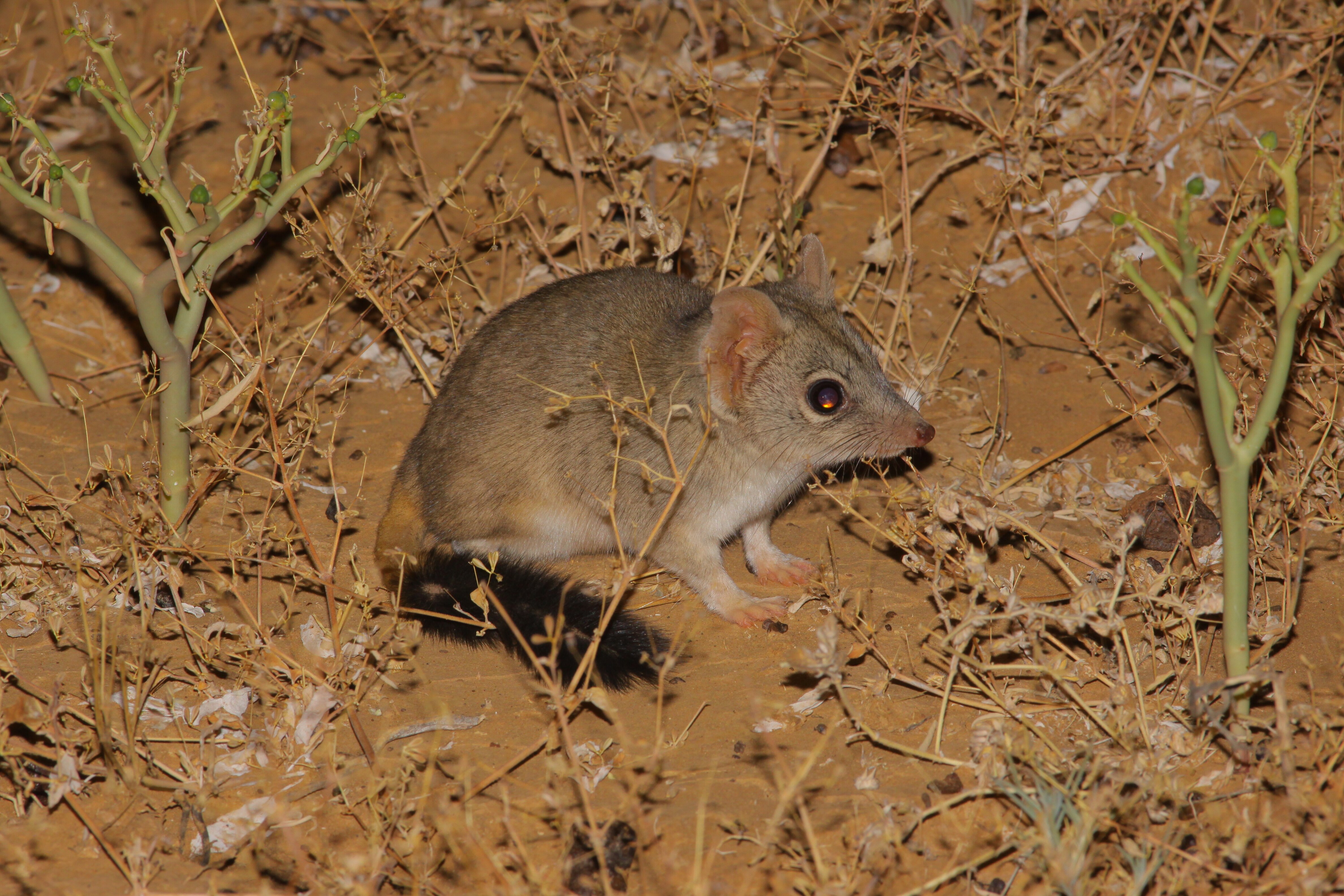 Rare footage of endangered marsupial kowari captured…