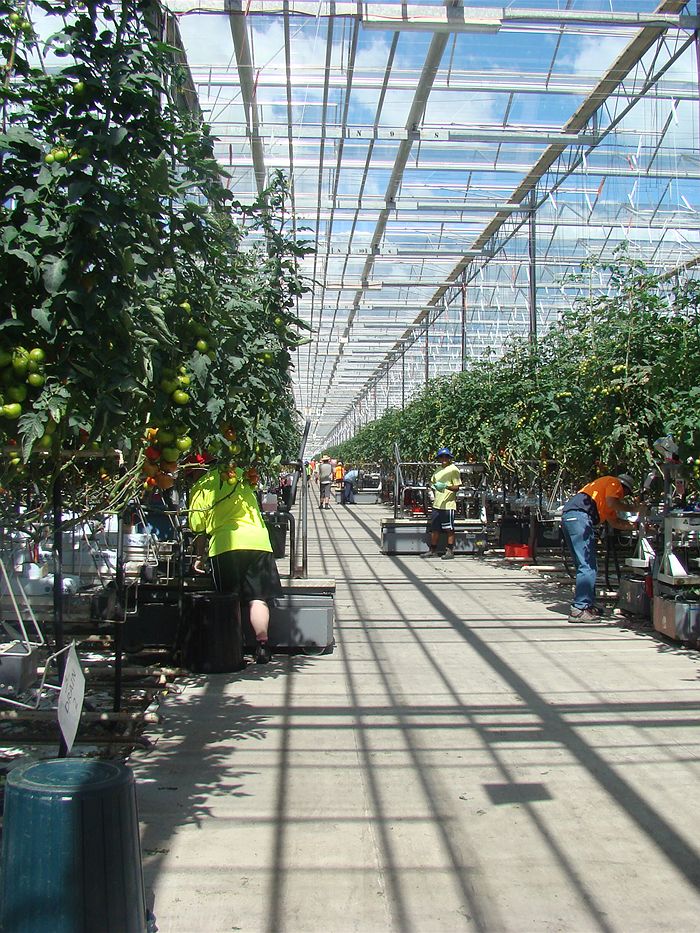 Glasshouse tomatoes taking a toll on industry - ABC News