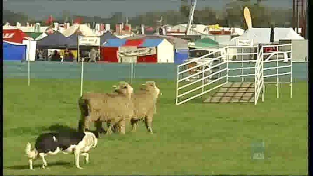 Agfest draws record crowd - ABC News