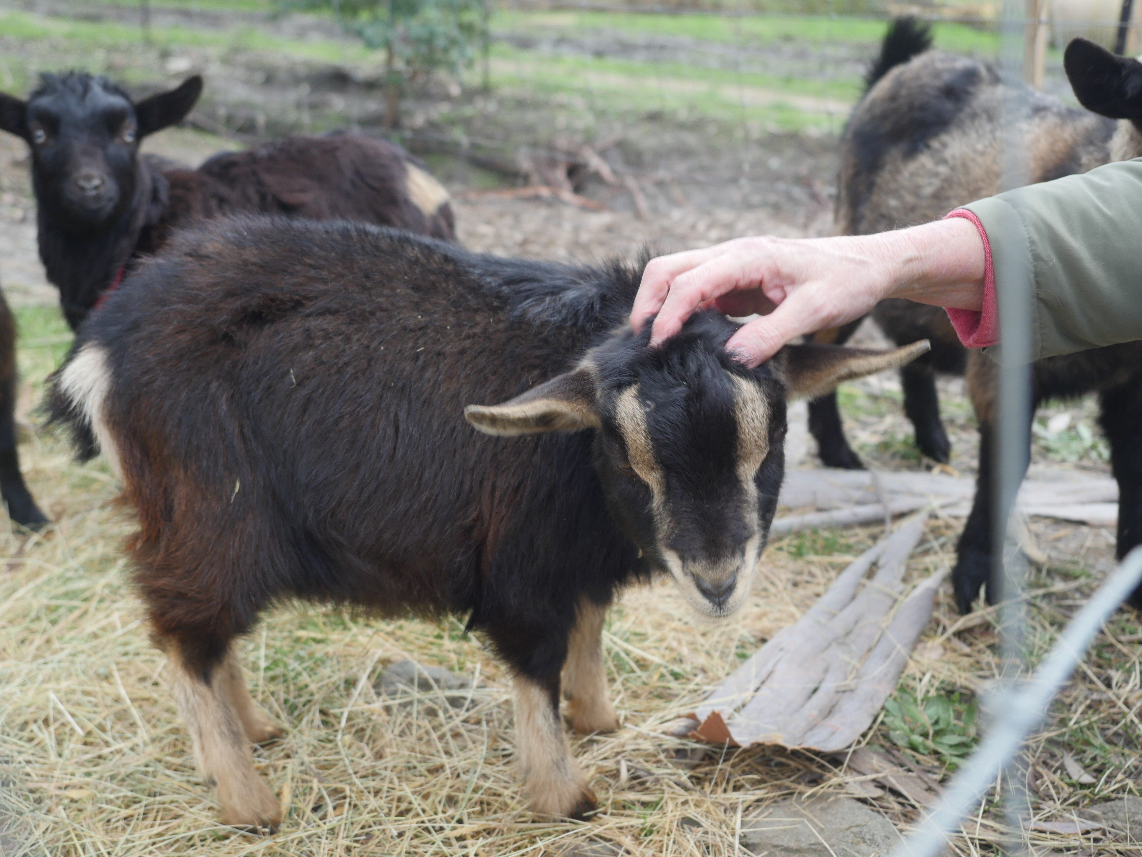 Thirty years of breeding pays off as miniature farm on Bruny Island ...
