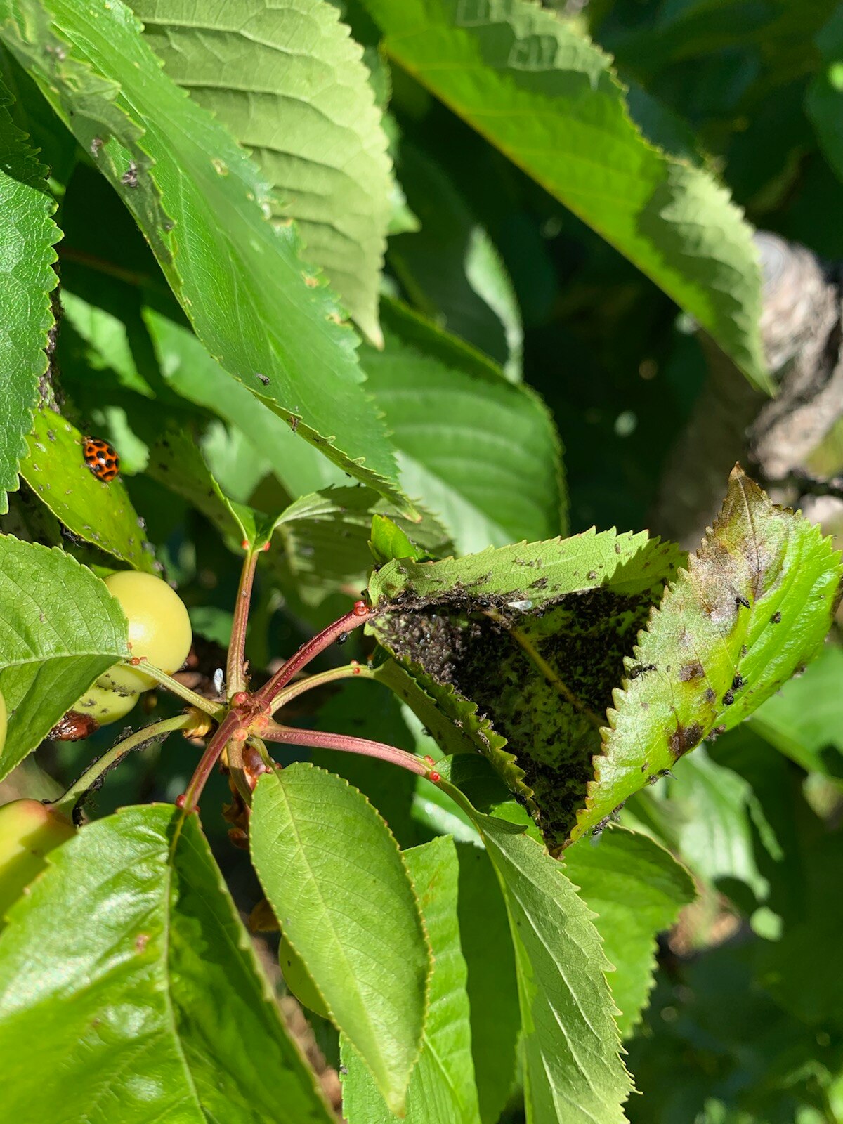 Gardening expert Chris Whitfort has the solution for unwanted pests in ...