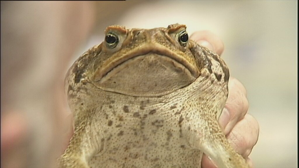 Toxin turned against tadpoles in cane toad fight - ABC News