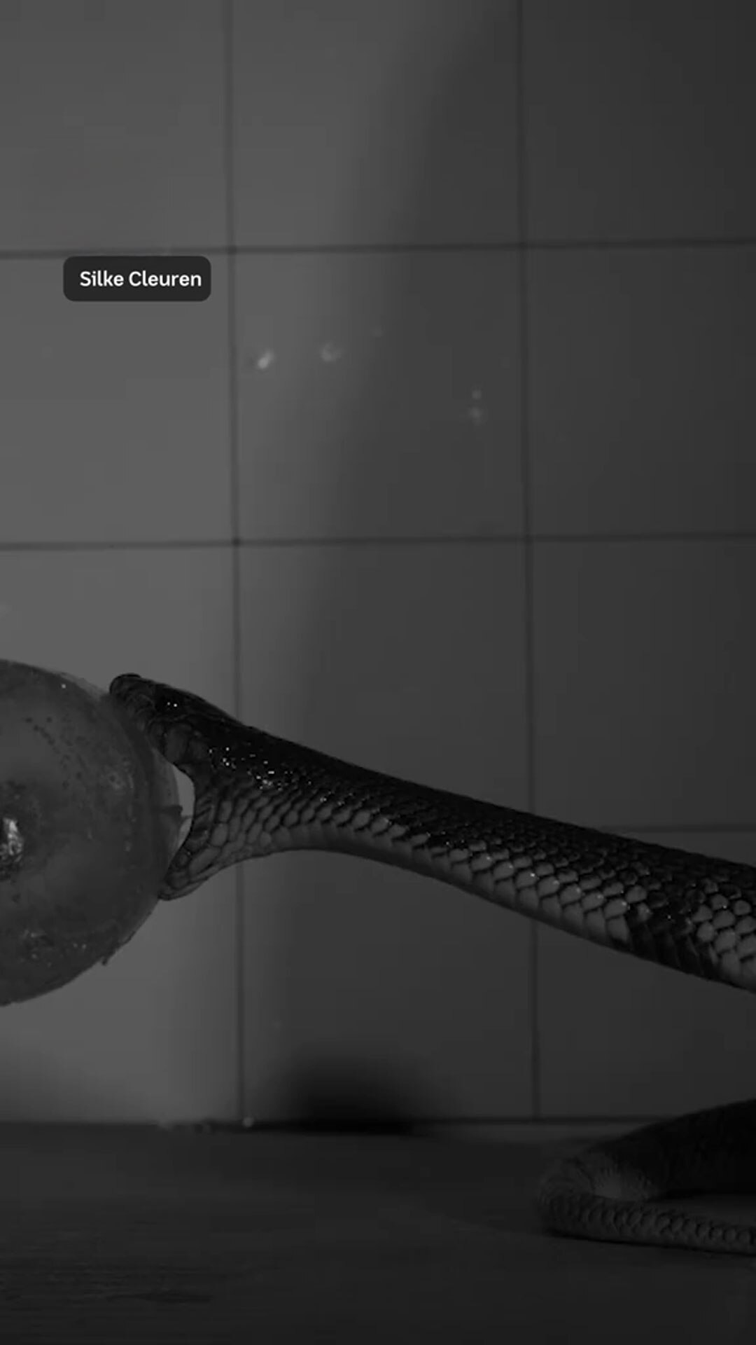 High-speed cameras capture how venomous snakes bite - ABC News