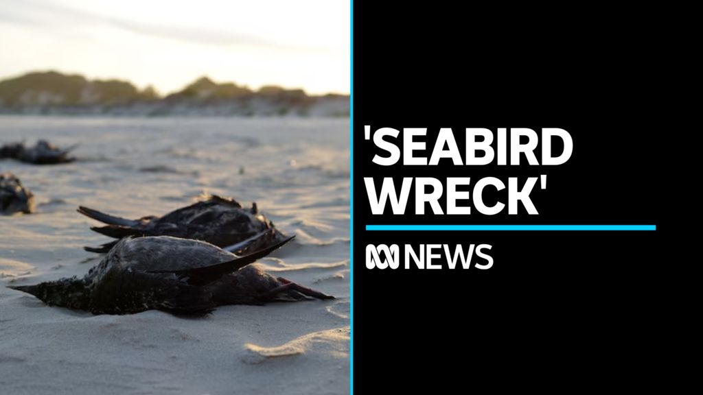 'Seabird wreck' on Australia's east coast as thousands of mutton birds ...