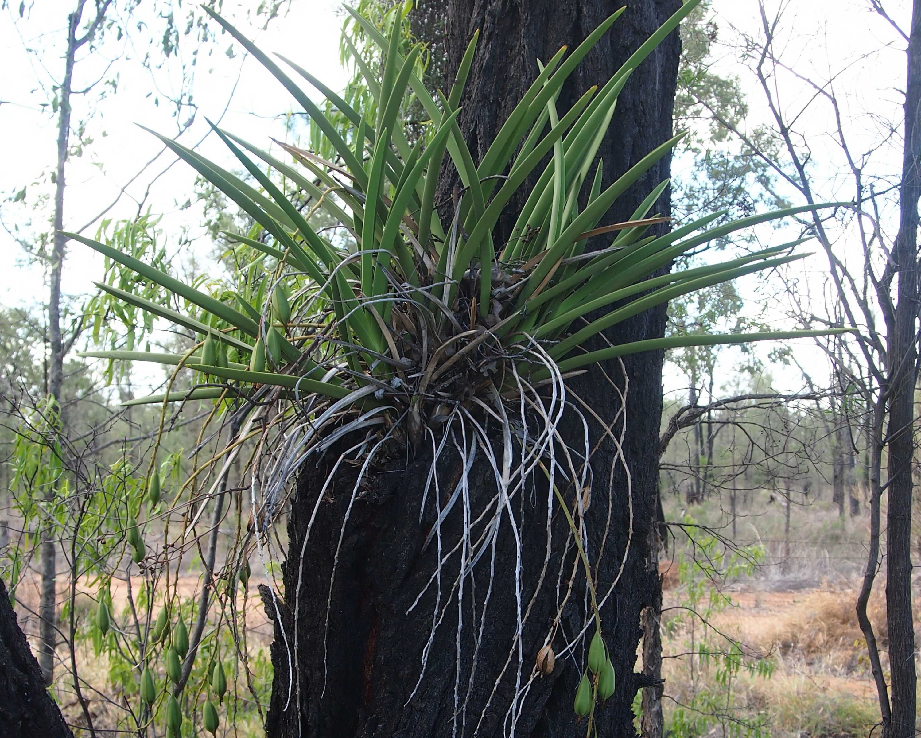 Native orchid propagation to help save species - ABC listen