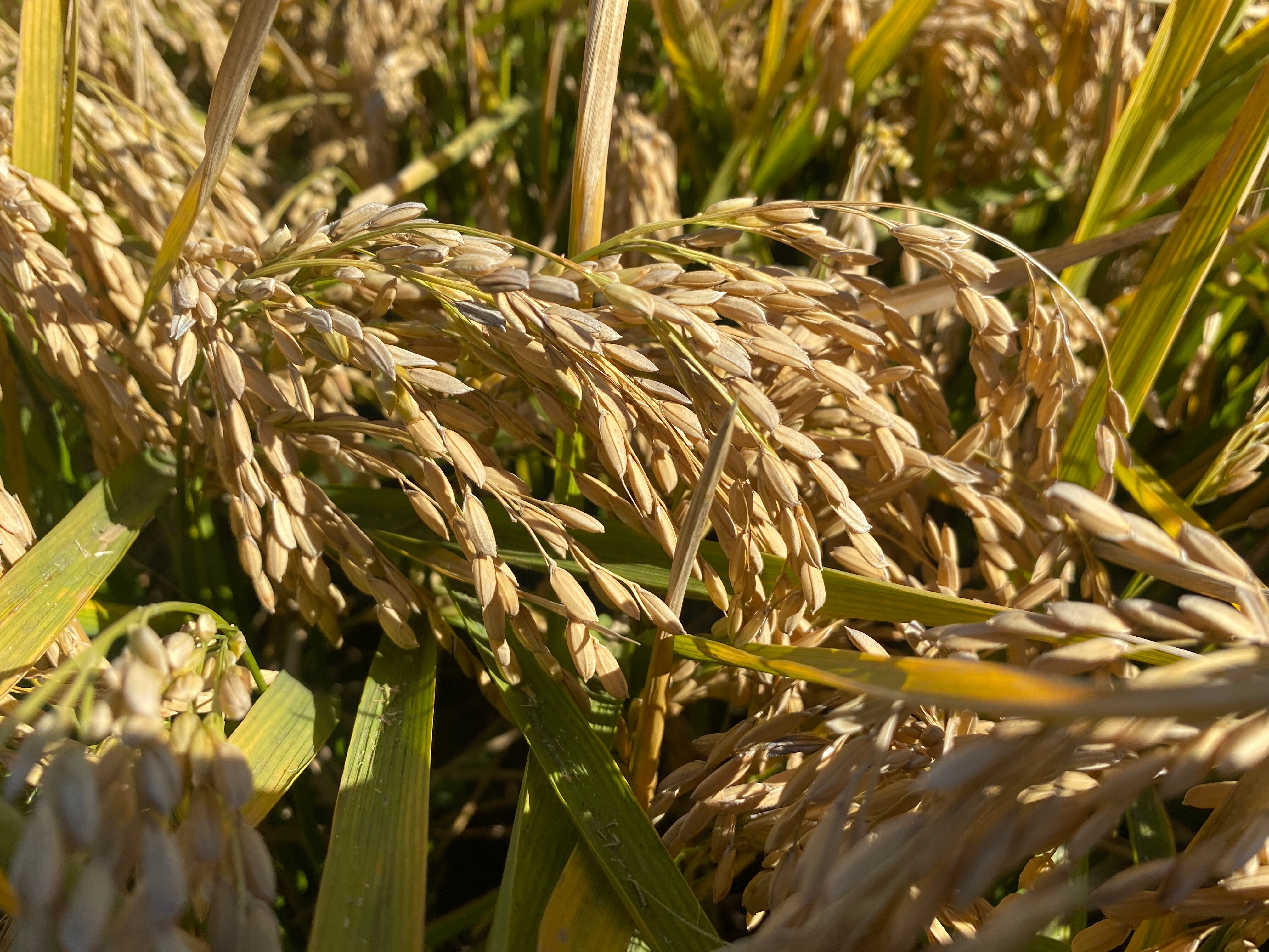Just add water: NSW Riverina undergoes rice revival as growers harvest ...