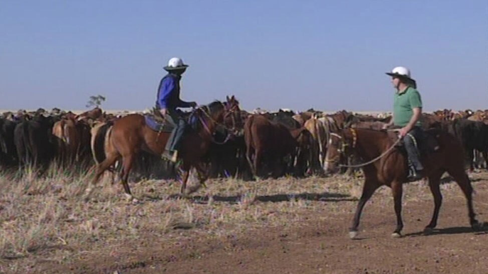Charity cattle drive ropes 'online cows' in journey through western Qld ...