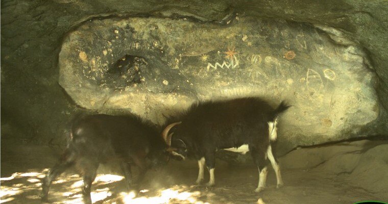 Feral goats damage ancient Aboriginal rock art on Whitsundays island ...