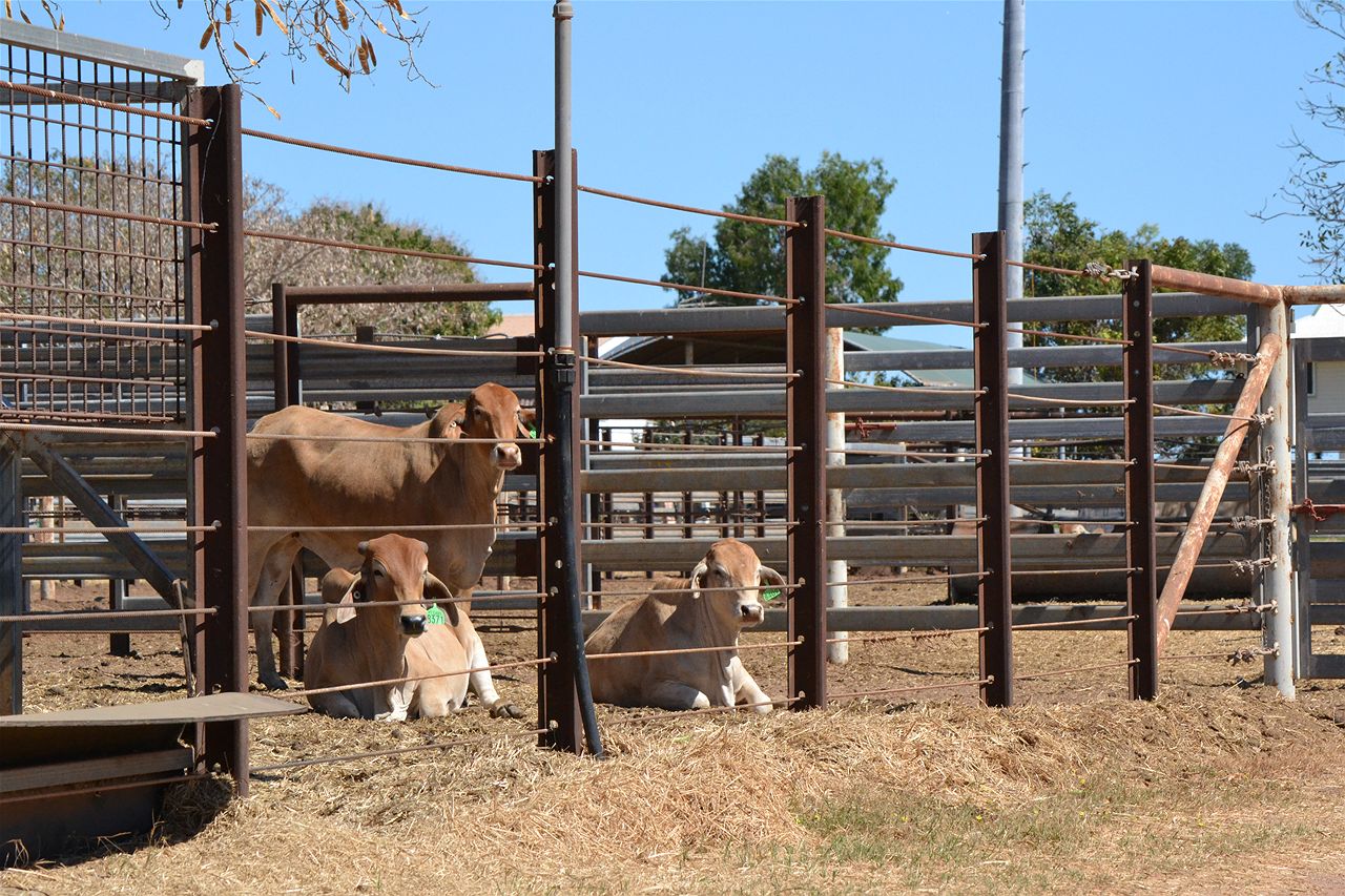 Remaining live export countries to be welfare compliant - ABC News