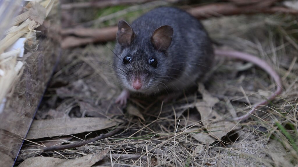 Smoky mouse released into South East Forest National Park - ABC News