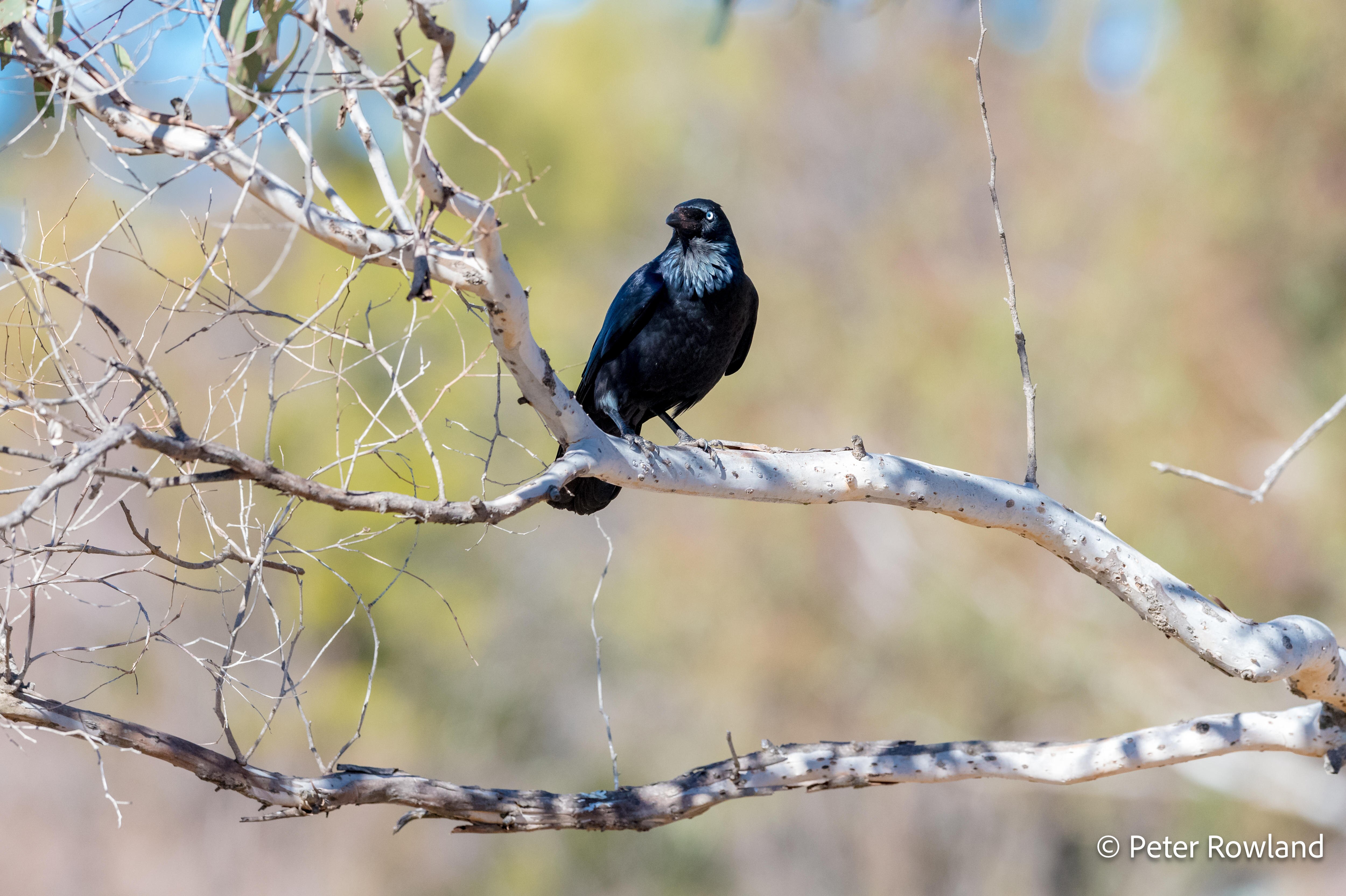 Is it a crow or a raven? Birdwatching tips for identifying corvids - ABC News