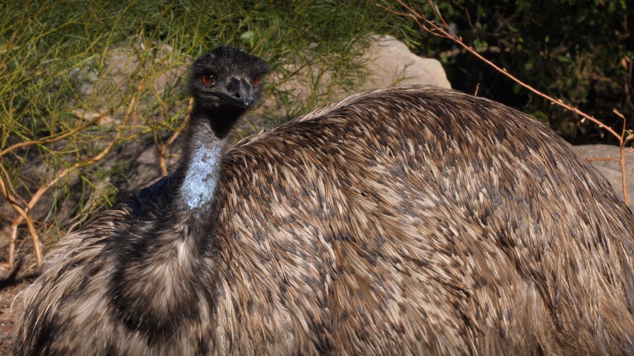 Our Animals: Emu - ABC Education